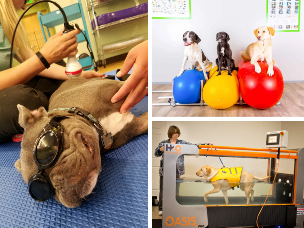 Veterinary Rehabilitation | Trek Veterinary Surgery